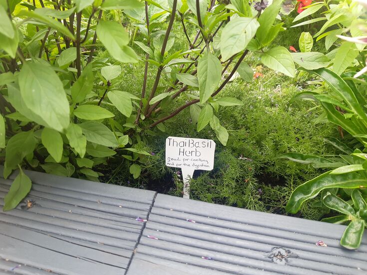 The Adam Practice | Dorset Wildlife Trust