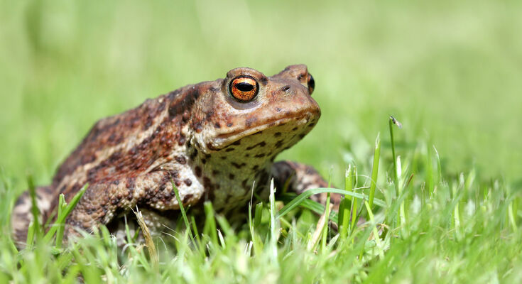 Take action for wildlife: April | Dorset Wildlife Trust