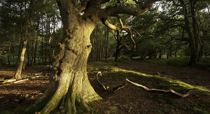 Wild Isles: Dorset's woodlands | Dorset Wildlife Trust