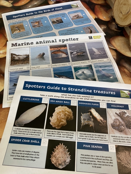 Explore the shore to celebrate Marine Week | Dorset Wildlife Trust