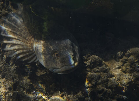 Bullhead | Dorset Wildlife Trust