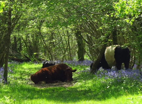 Nunnery Mead | Dorset Wildlife Trust