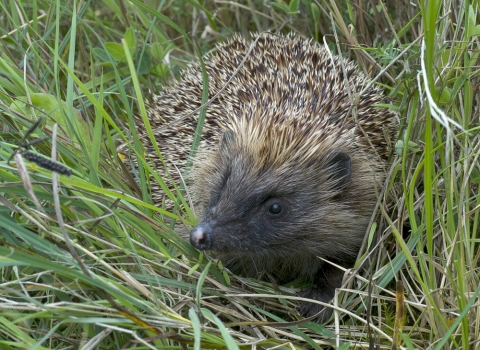 What to feed hedgehogs and badgers | Dorset Wildlife Trust