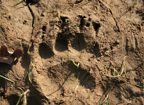 Badgers and bovine Tuberculosis (bTB) | Dorset Wildlife Trust