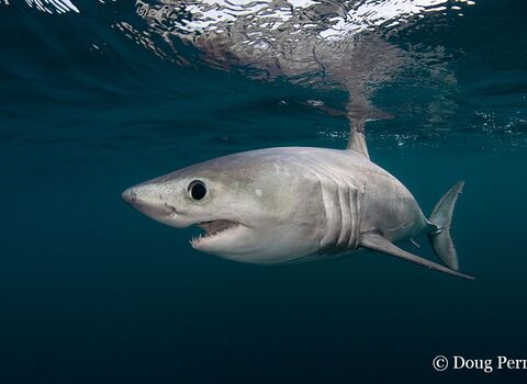 Porbeagle shark | Dorset Wildlife Trust