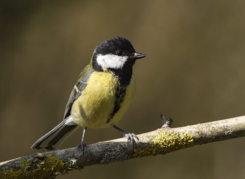 Bird ID Course | Dorset Wildlife Trust