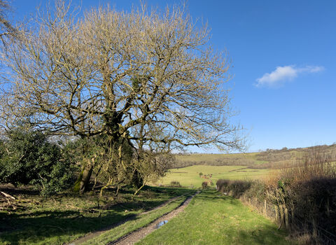 Lyscombe | Dorset Wildlife Trust