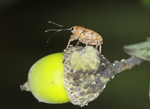Acorn weevil | Dorset Wildlife Trust