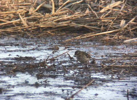 Water pipit | Dorset Wildlife Trust